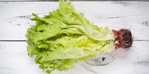 15 green leafy vegetables that you should eat more of – Healthsomeness