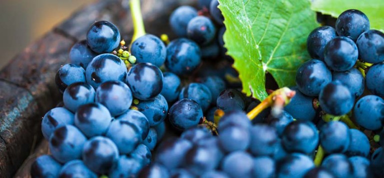 What vitamins are in grapes? – Healthsomeness